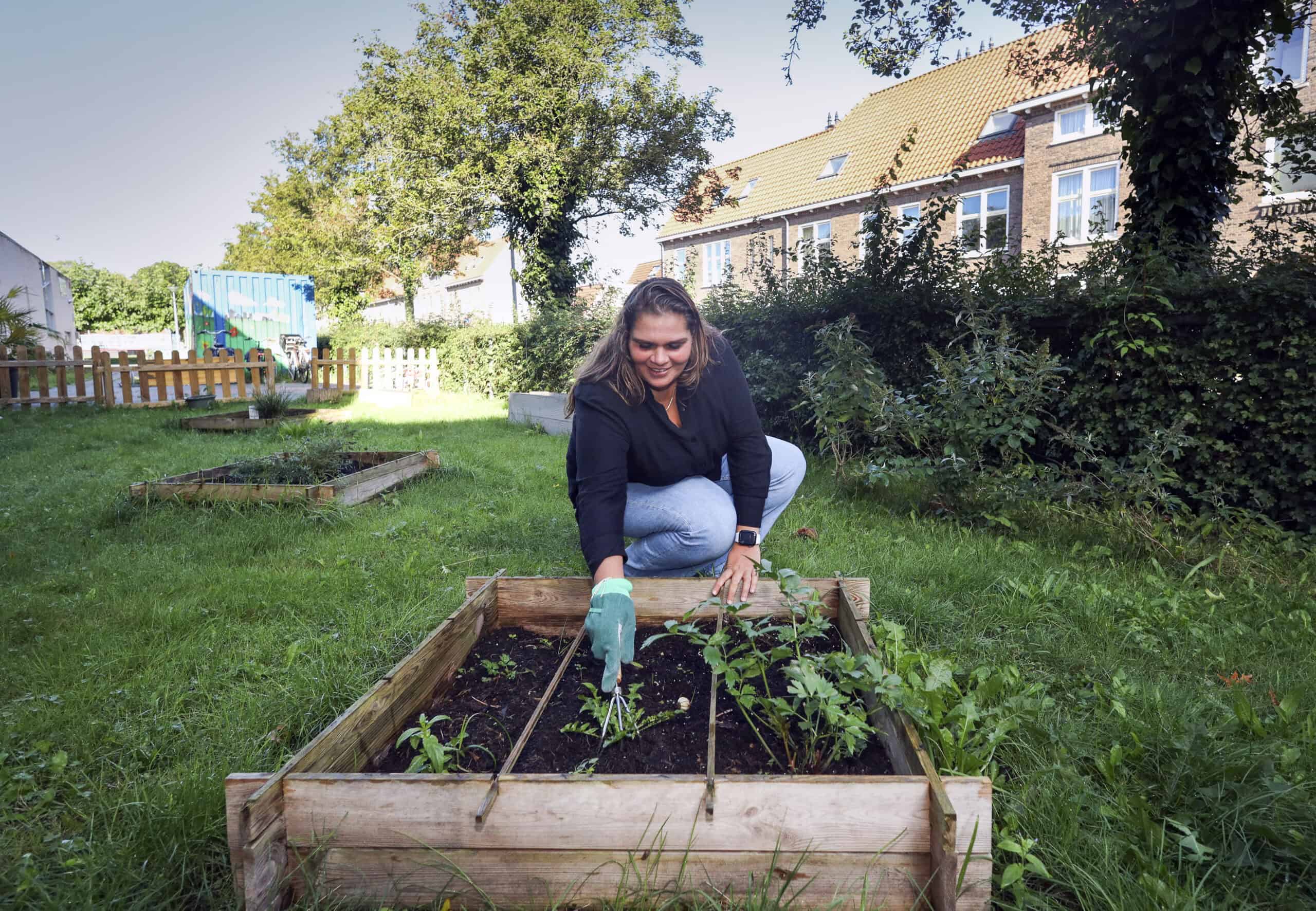 Groenten en ideeën bloeien in de moestuin - Groninger Krant